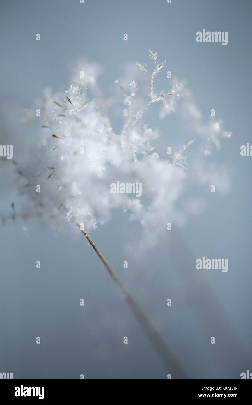 Covered grass hi-res stock photography and images - Alamy