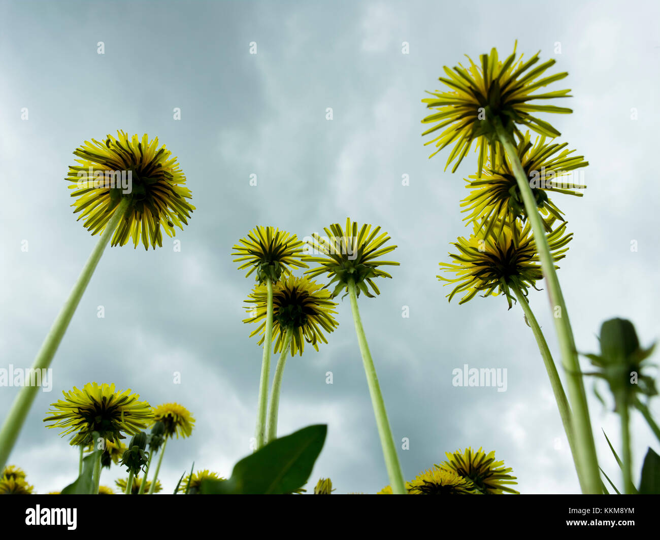Bottom side view of flowers hi-res stock photography and images - Alamy