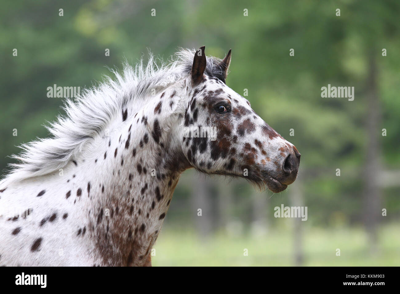 Knabstrupper High Resolution Stock Photography and Images - Alamy