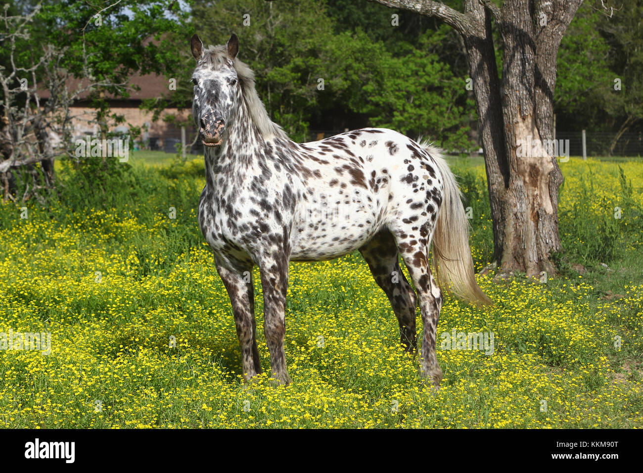 Knabstrupper hi-res stock photography and images - Alamy