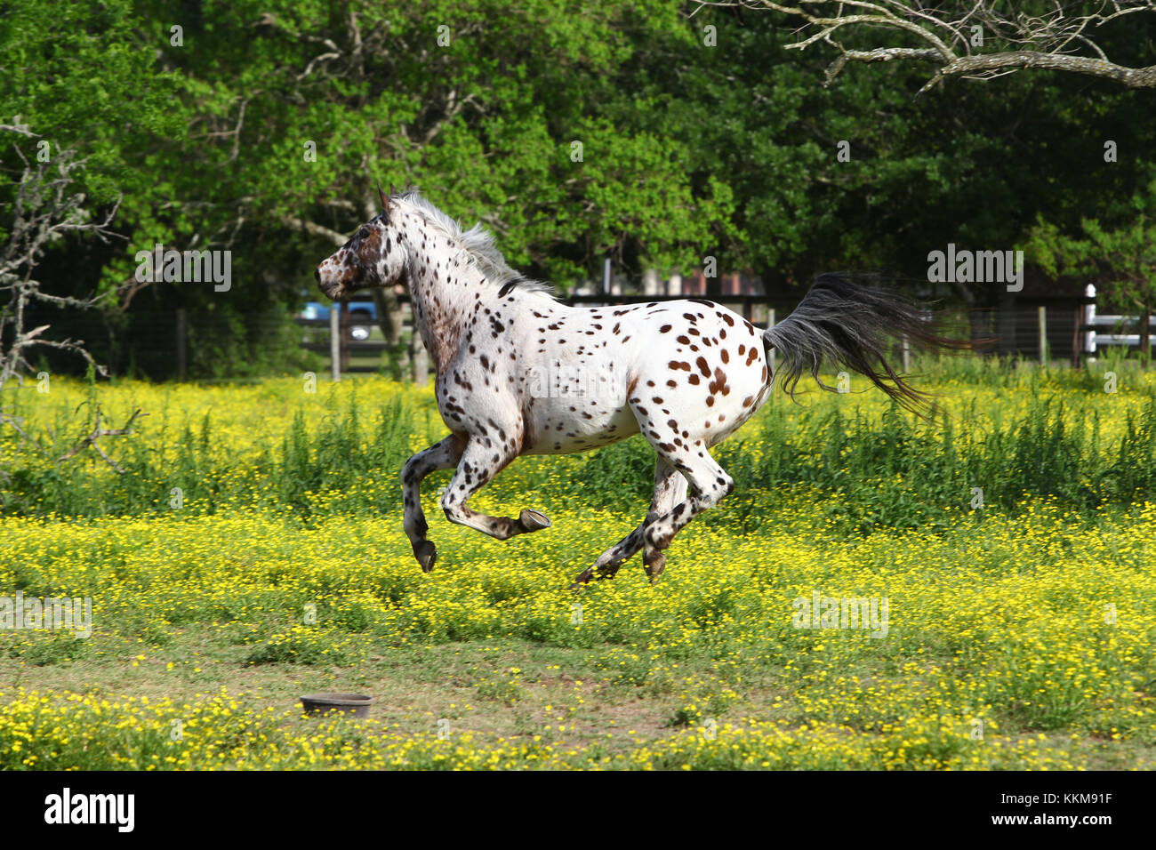 Knabstrupper hi-res stock photography and images - Alamy