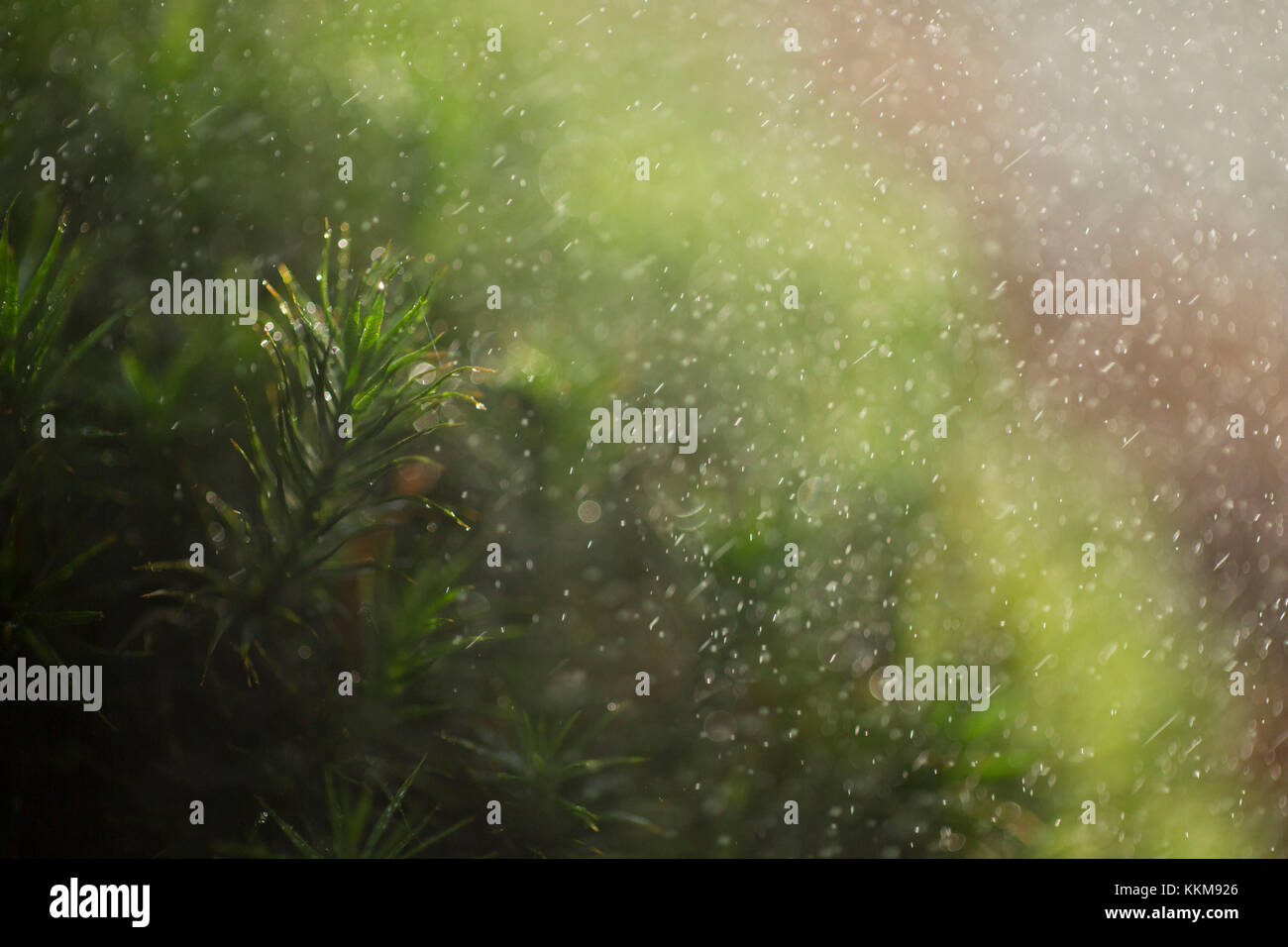 Moss in the rain at the kleine kanzel hi-res stock photography and ...