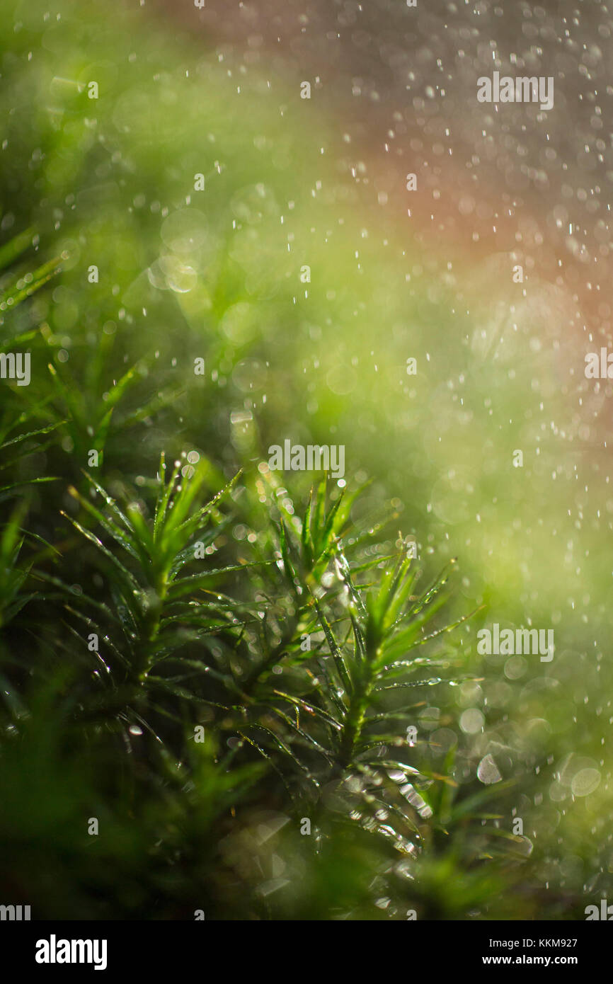 Moss in the rain at the kleine kanzel hi-res stock photography and ...