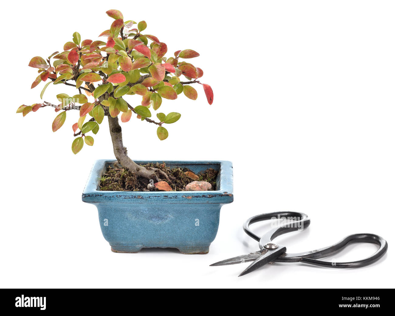 Minisai hi-res stock photography and images - Alamy