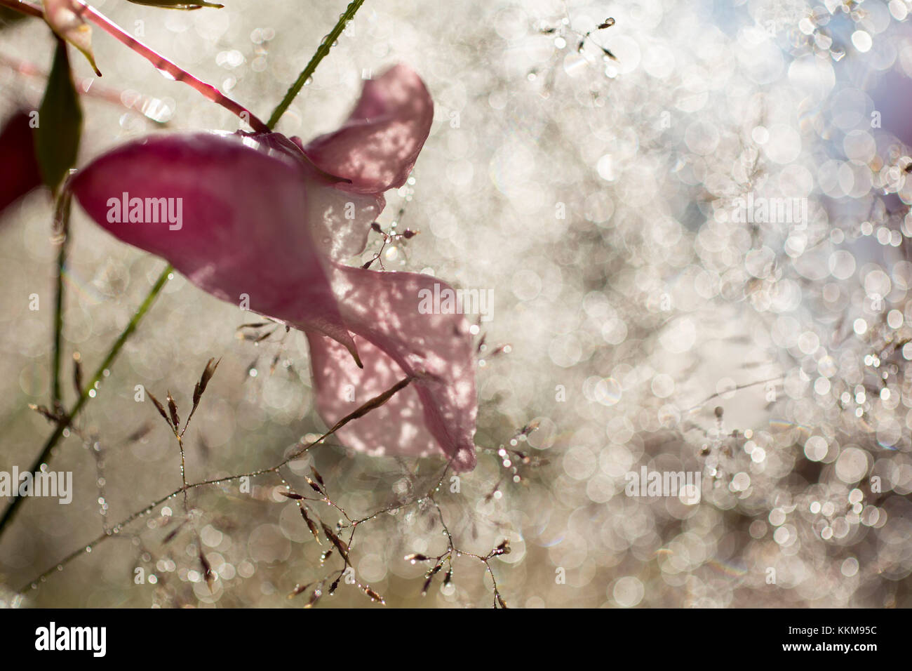 Peavine, close-up, Lathyrus Stock Photo - Alamy