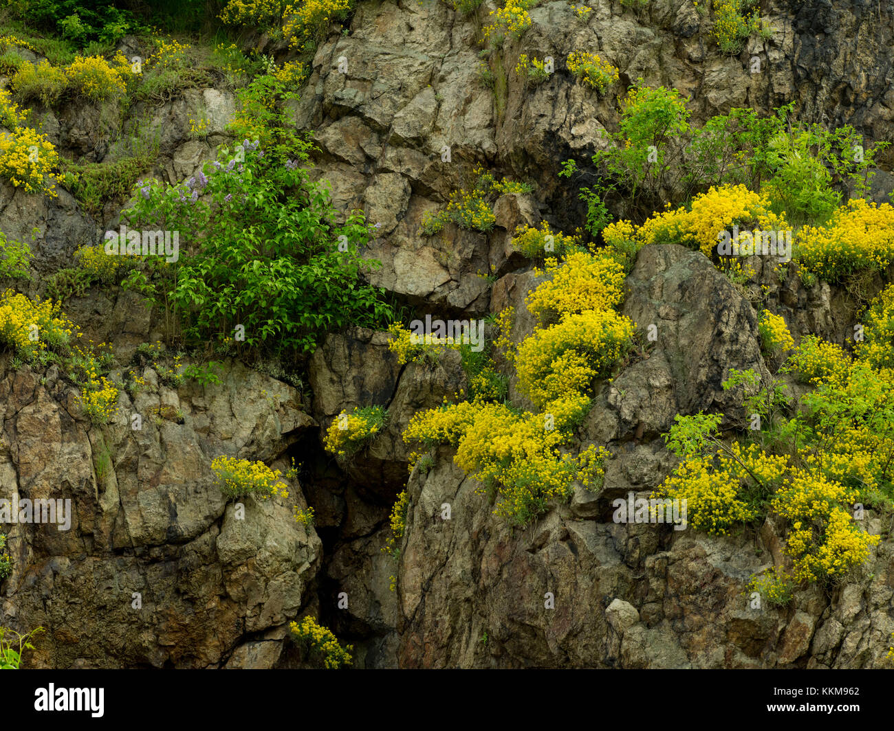 Overgrown cliff face near rechenberg hi-res stock photography and ...