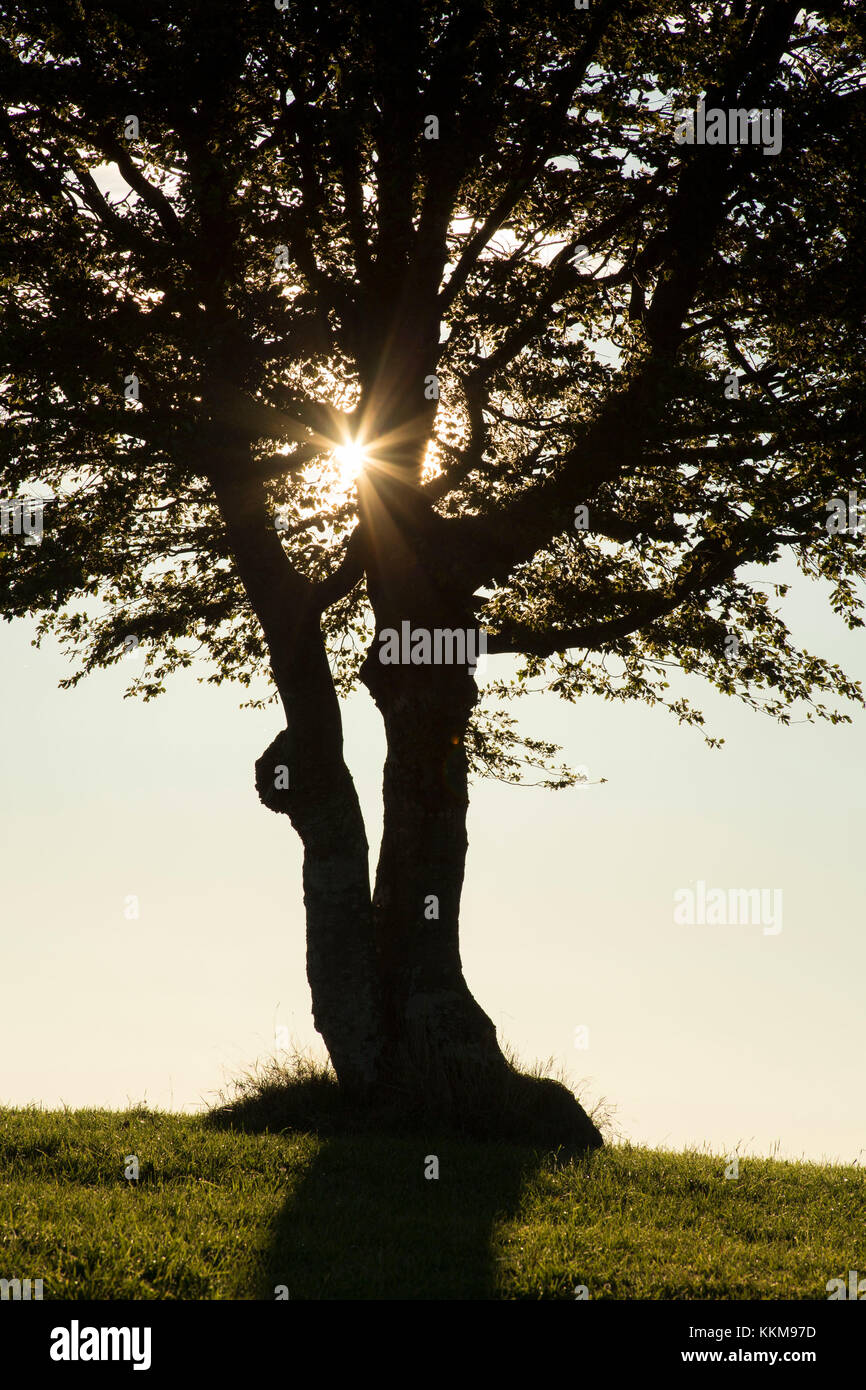 Broad leaved tree at the schauinsland hi-res stock photography and ...