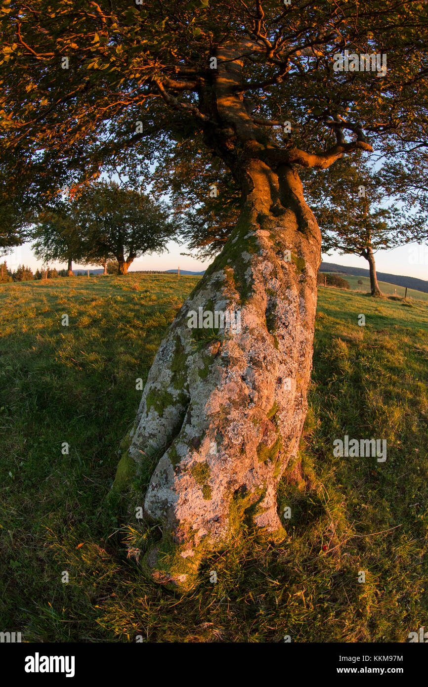 Old broad leaved trees at the schauinsland hi-res stock photography and ...