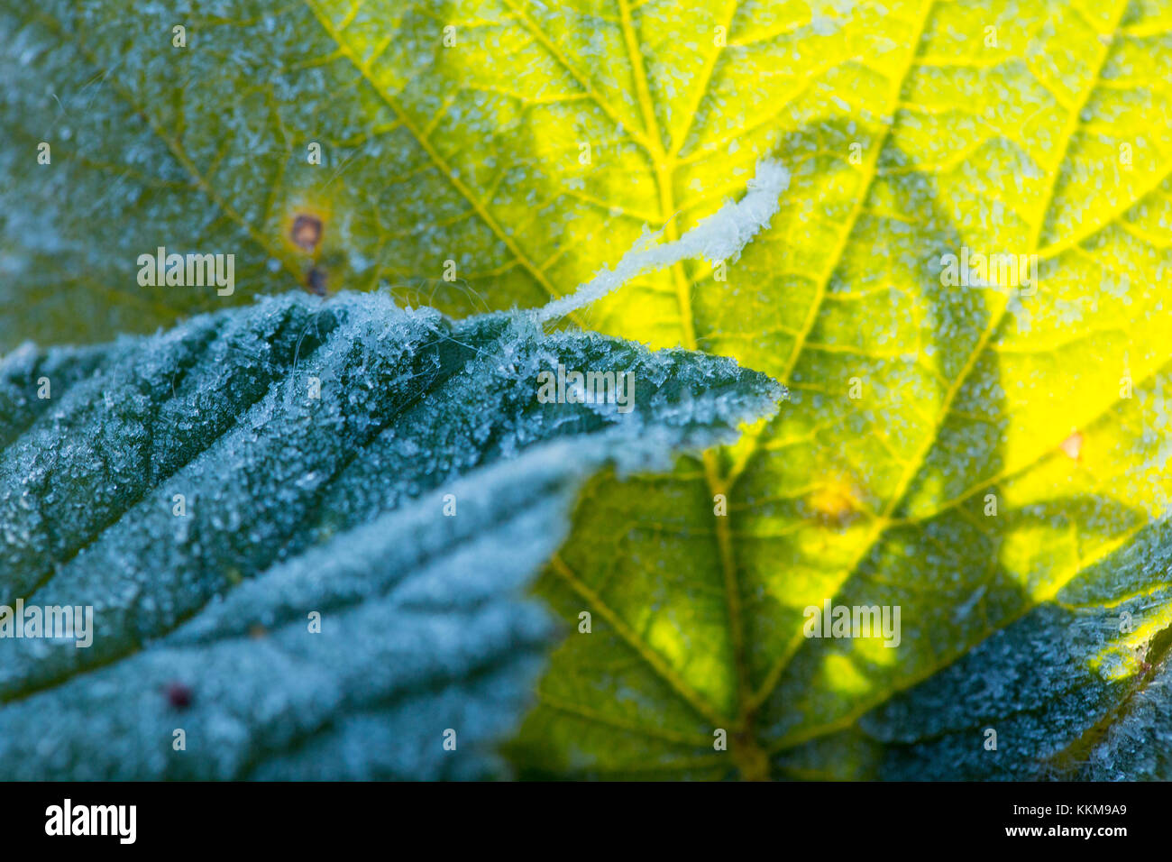 Frozen leaves during the night frost hi-res stock photography and ...