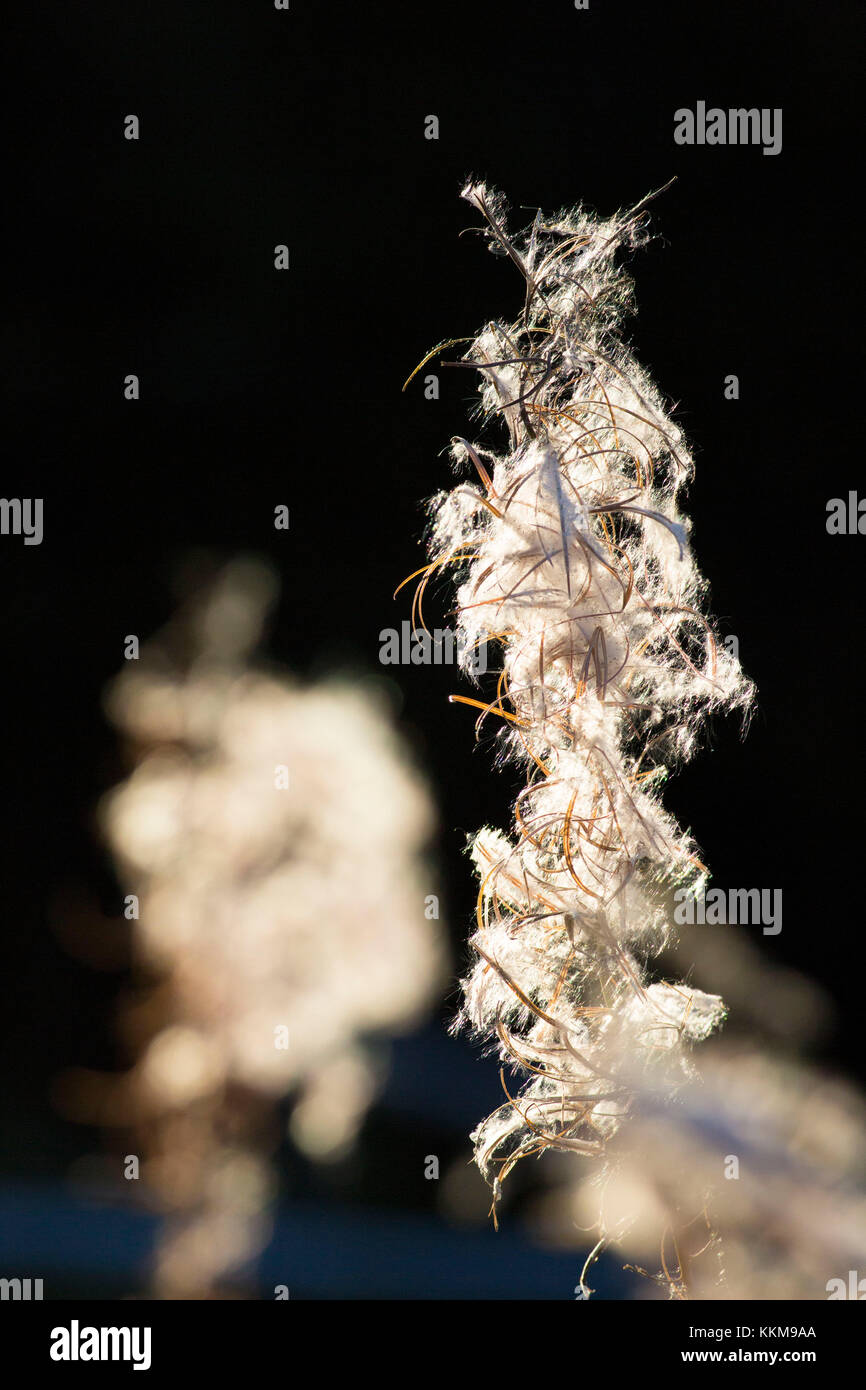 Forest plant, seed, close-up Stock Photo - Alamy