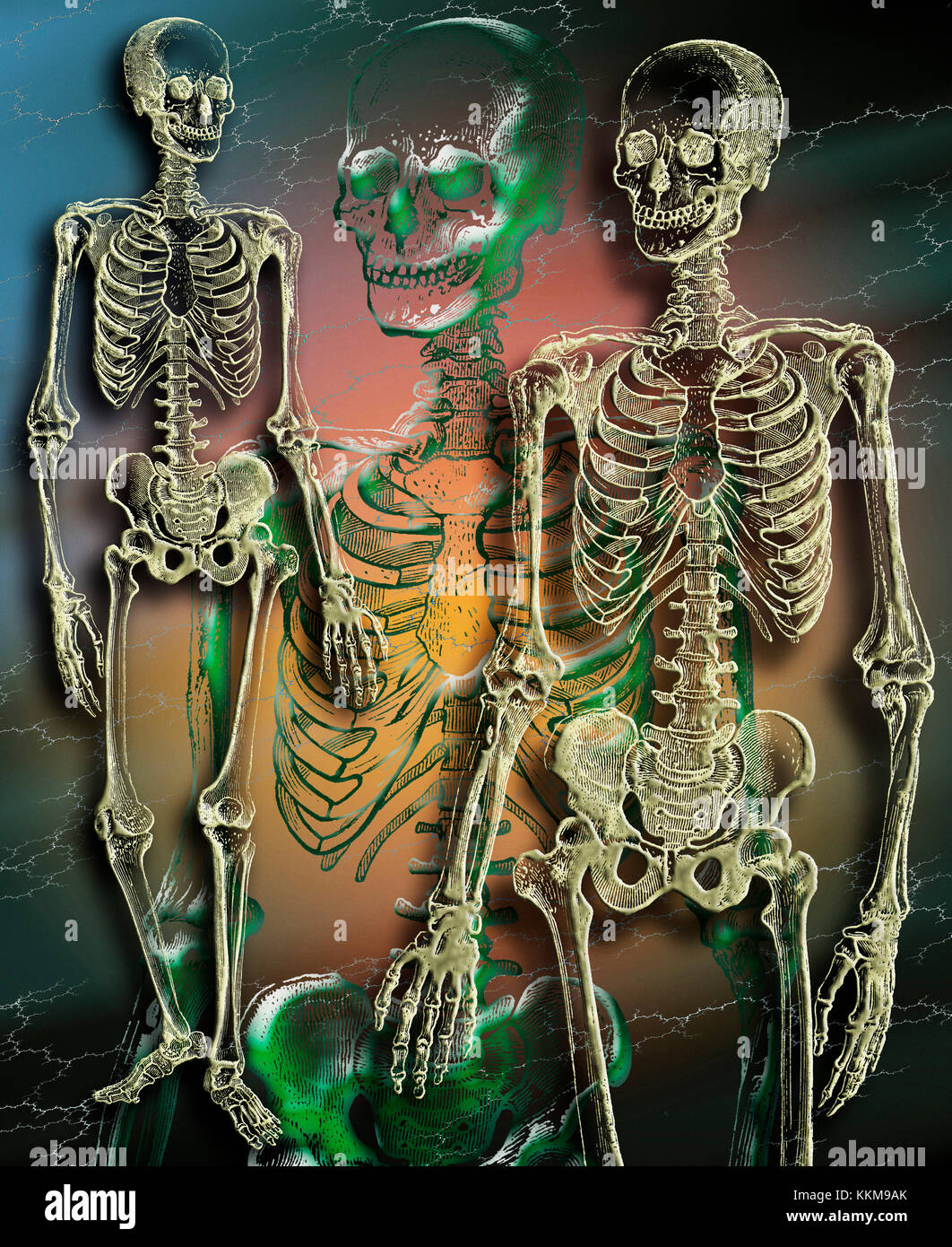 Human skeleton - study of anatomy Stock Photo - Alamy
