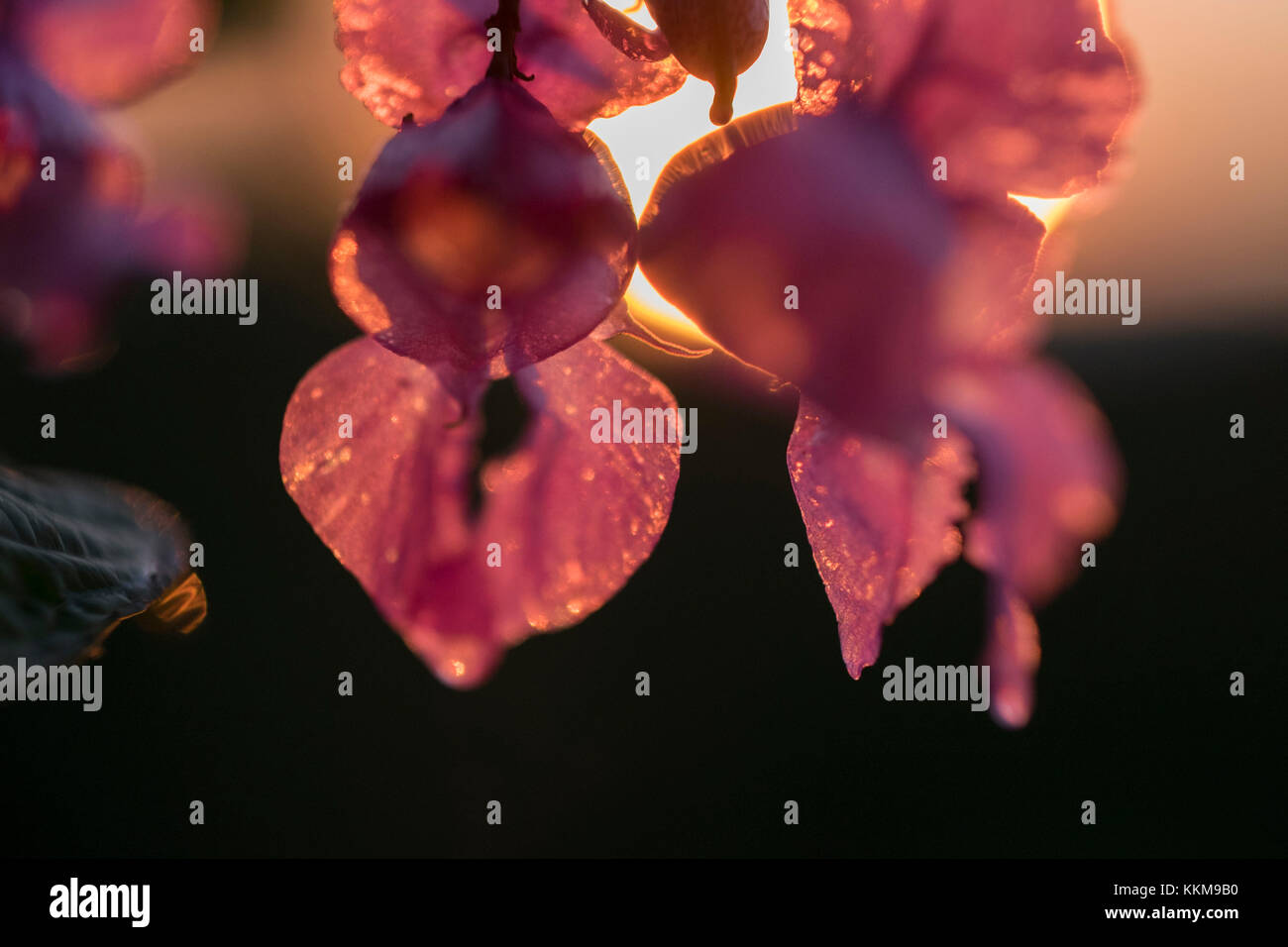 Jewelweed hi-res stock photography and images - Alamy