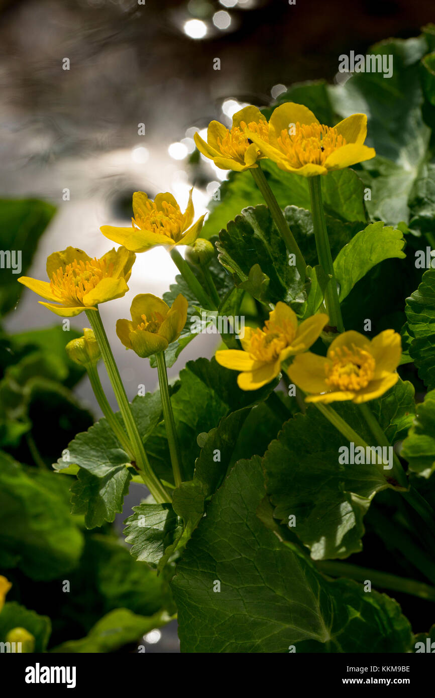 Marsh marigolds, close-up, Caltha palustris Stock Photo - Alamy