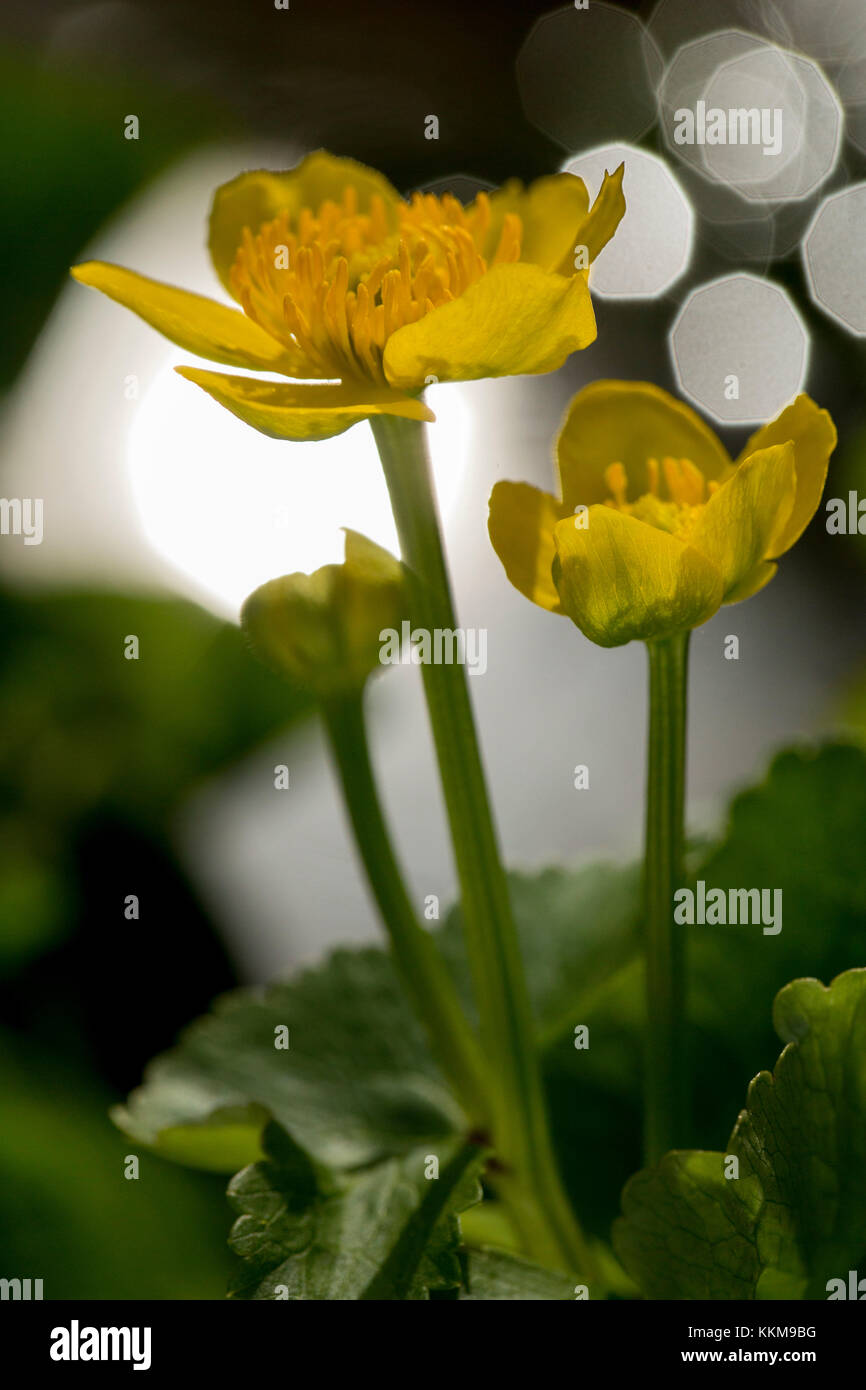 Marsh marigold, close-up, Caltha palustris Stock Photo - Alamy