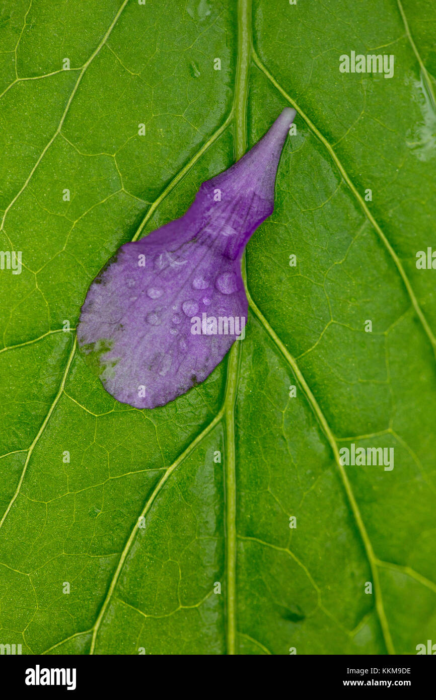 Violet leaf, viola, close-up Stock Photo - Alamy