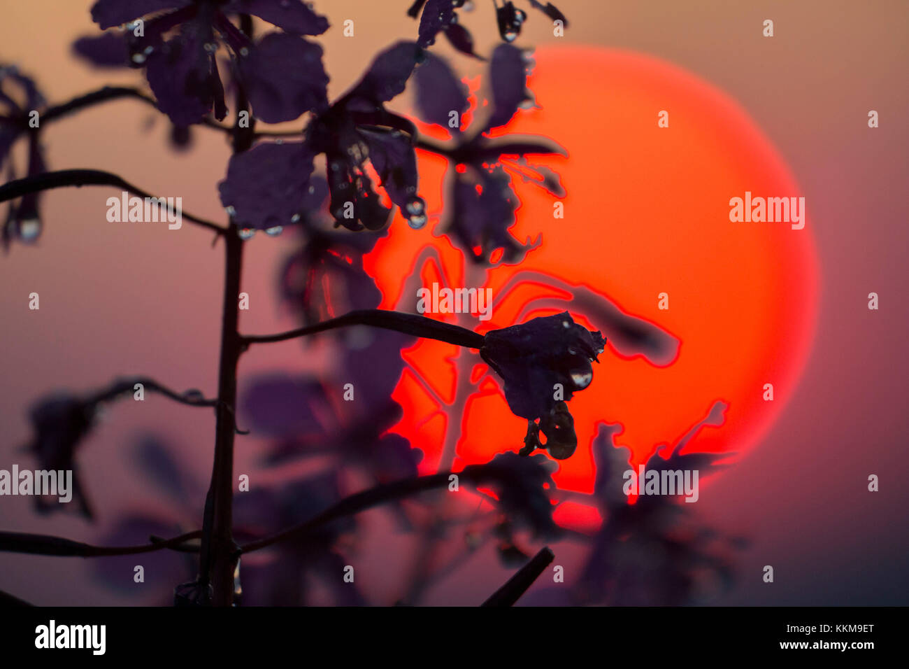 Fireweed in front of sunset, Epilobium angustifolium, close-up Stock ...