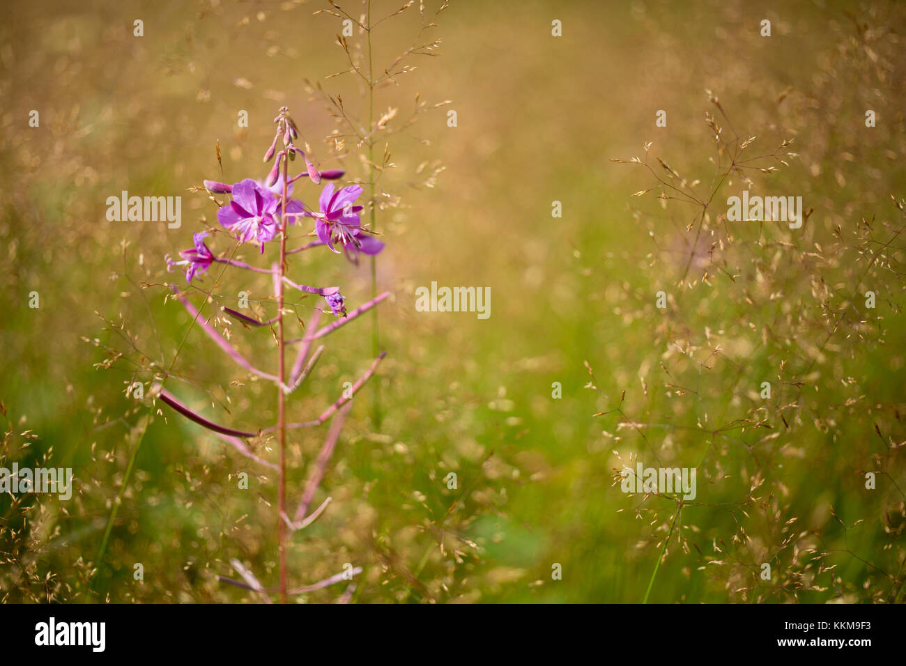 Fireweed in summer meadow, Epilobium angustifolium Stock Photo - Alamy
