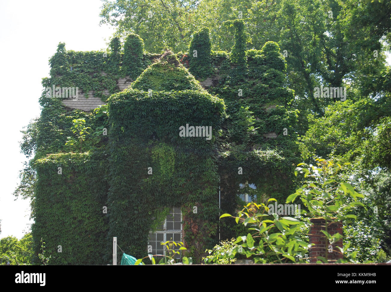 Overgrown house plants hi-res stock photography and images - Alamy
