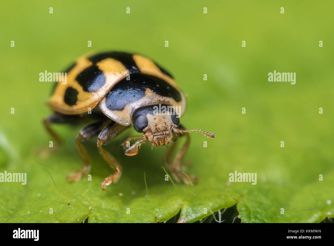 14 Spot Ladybird Propylea 14 High Resolution Stock Photography and ...