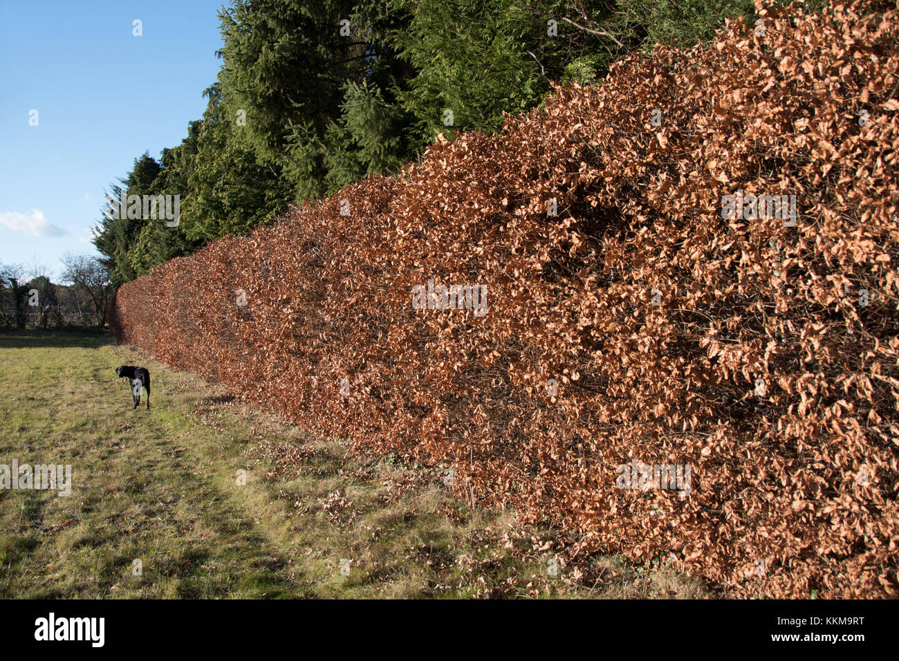 Beech Hedging High Resolution Stock Photography and Images - Alamy