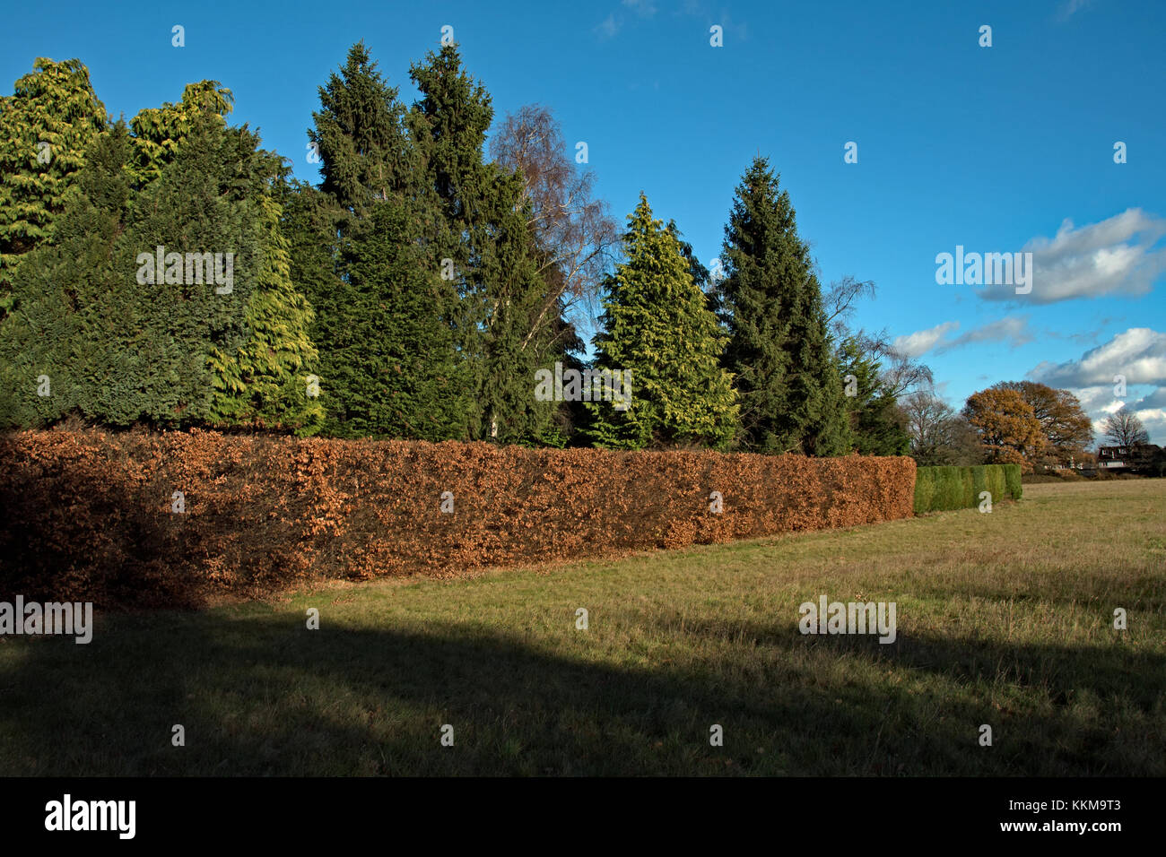 Beech hedging winter hi-res stock photography and images - Alamy