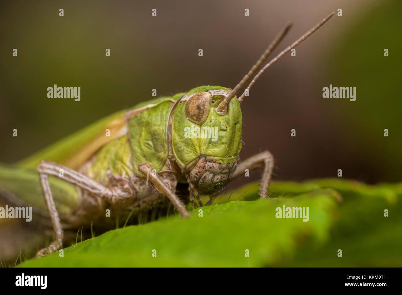 Common Green Grasshopper (Omocestus viridulus) on bramble leaf in ...