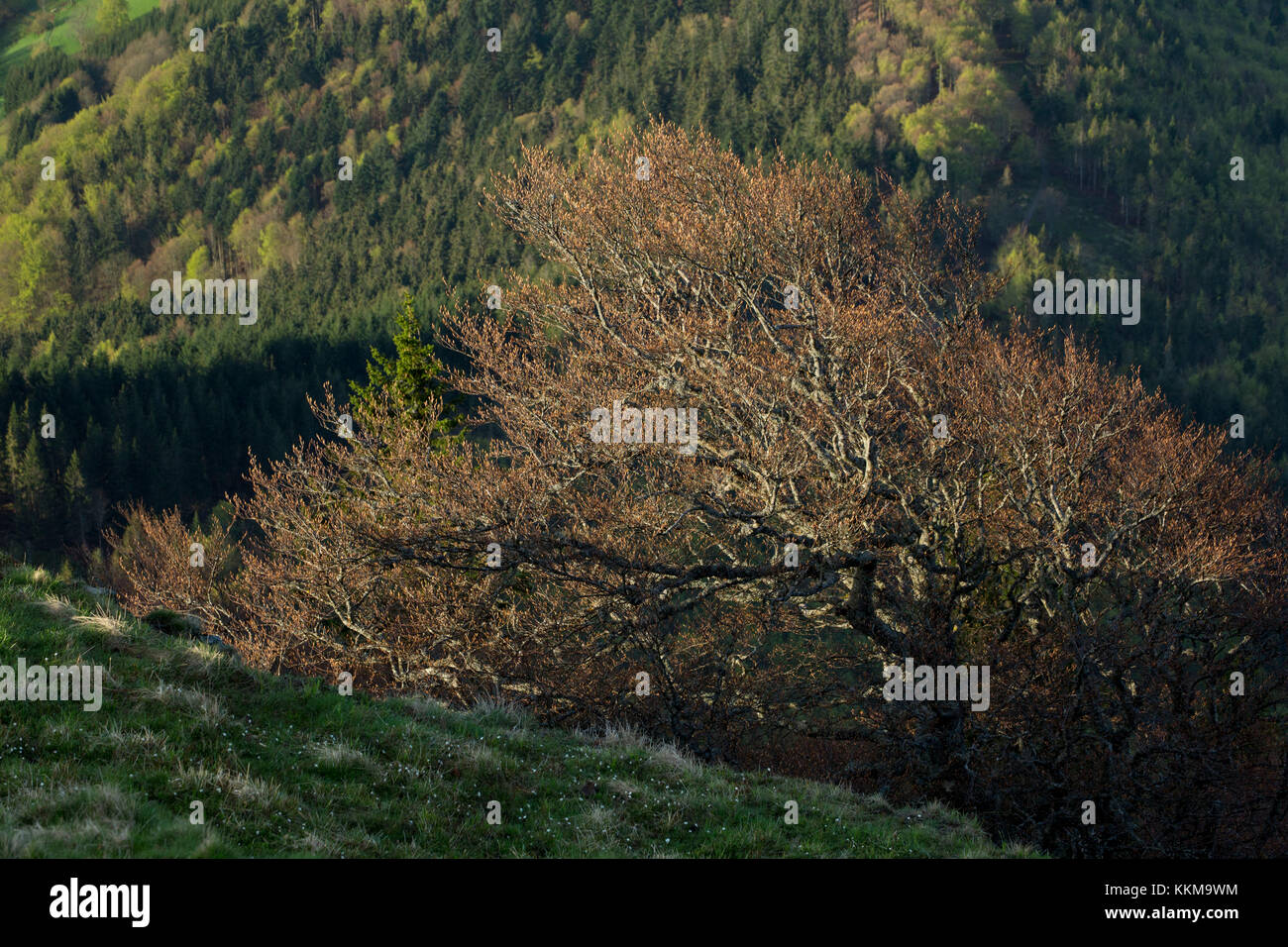 Morning mood at the belchen hi-res stock photography and images - Alamy