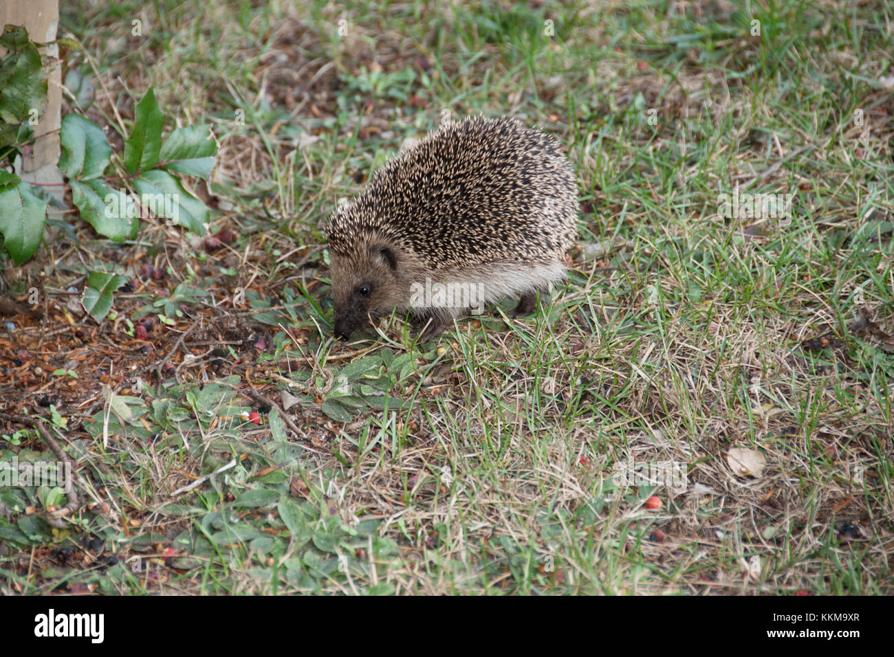 Hedgehog in a hedge hi-res stock photography and images - Alamy