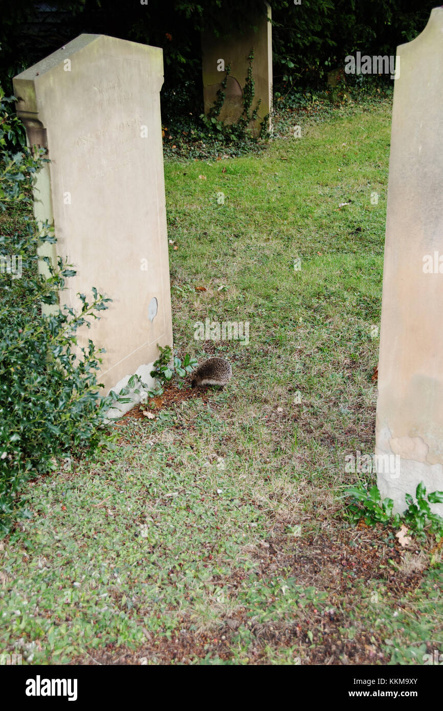 Hedgehog eating slug hi-res stock photography and images - Alamy