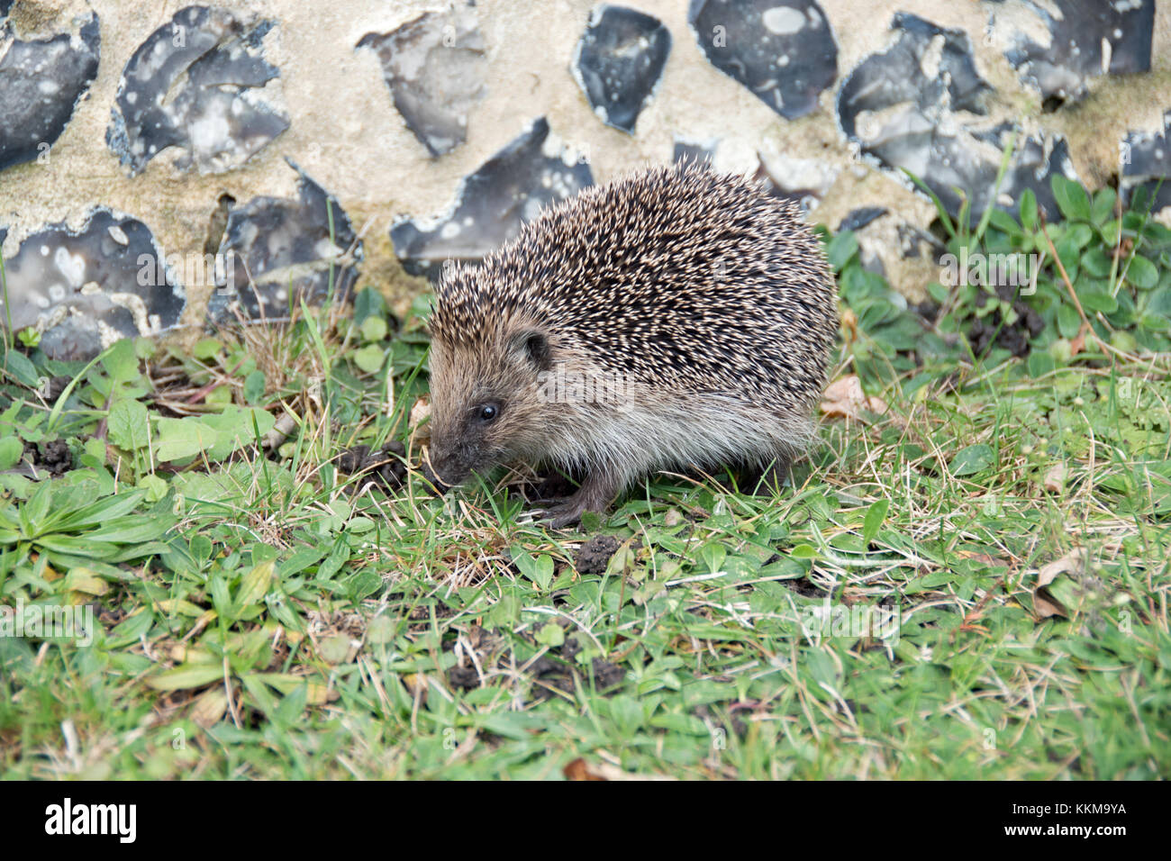 Hedgehog eating slug hi-res stock photography and images - Alamy