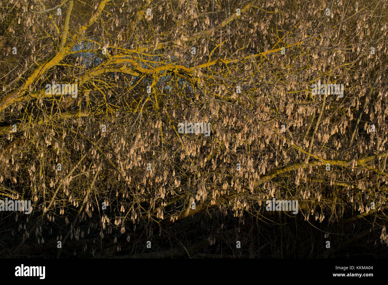 Broad-leaved tree in autumn, branches, twigs, seed Stock Photo - Alamy