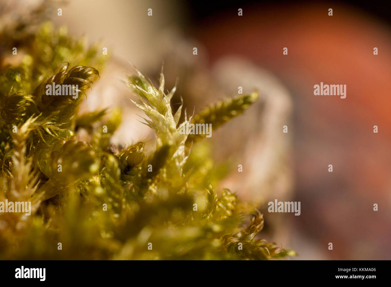 Moss close up hi-res stock photography and images - Alamy