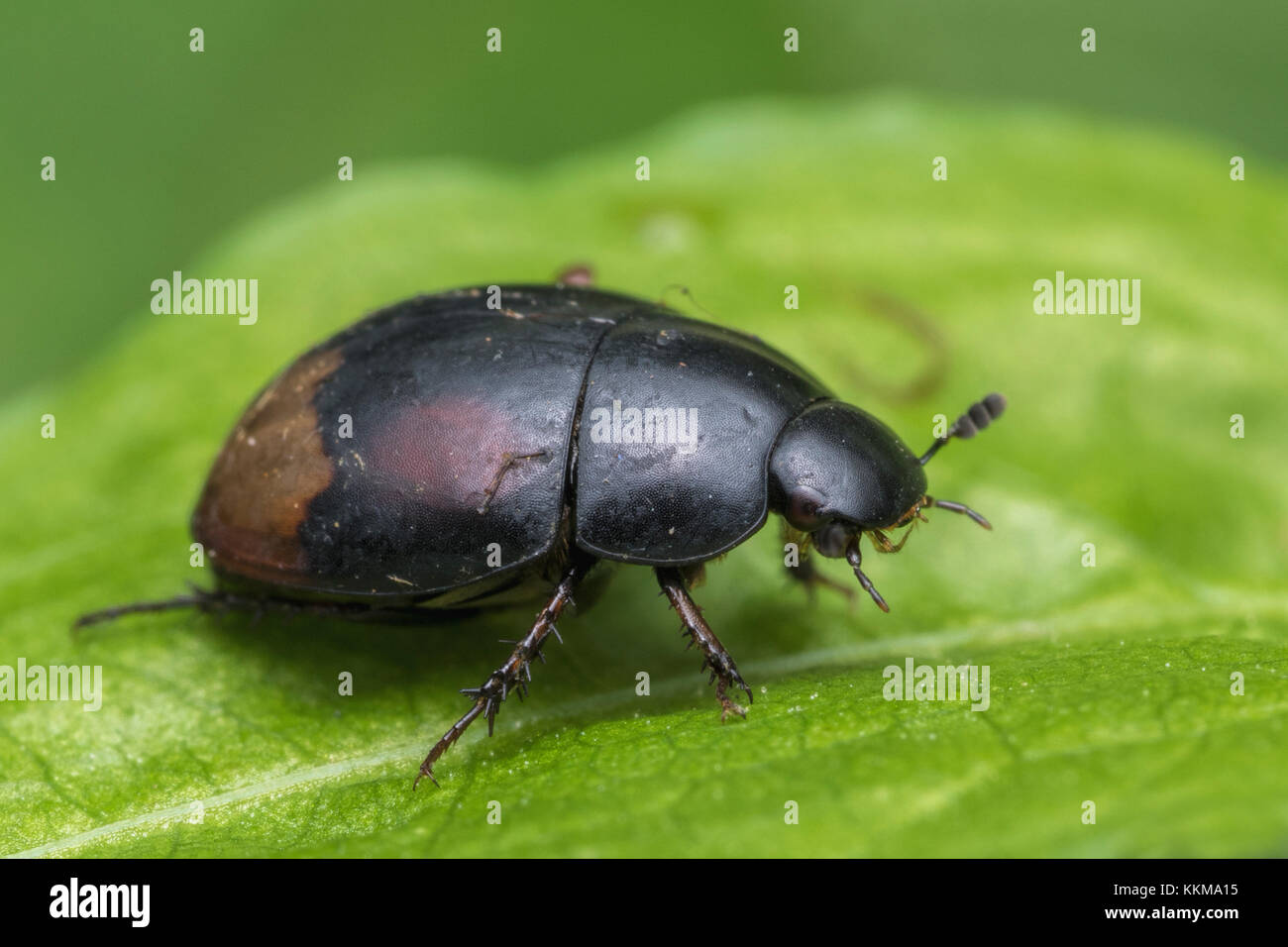 Water Scavenger Beetle (Sphaeridium sp.) on bramble leaf in woodland ...