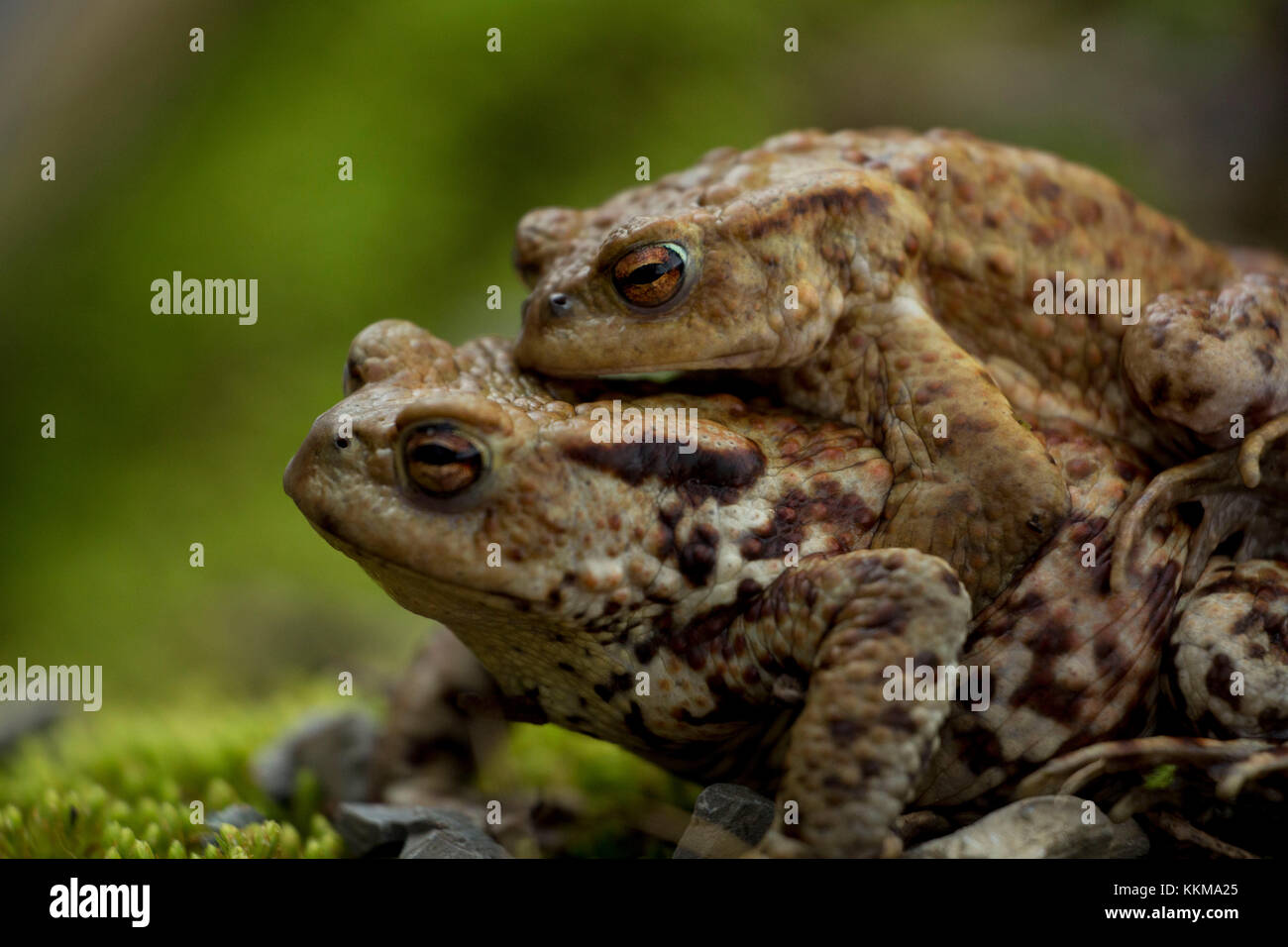 Mating frogs hi-res stock photography and images - Alamy
