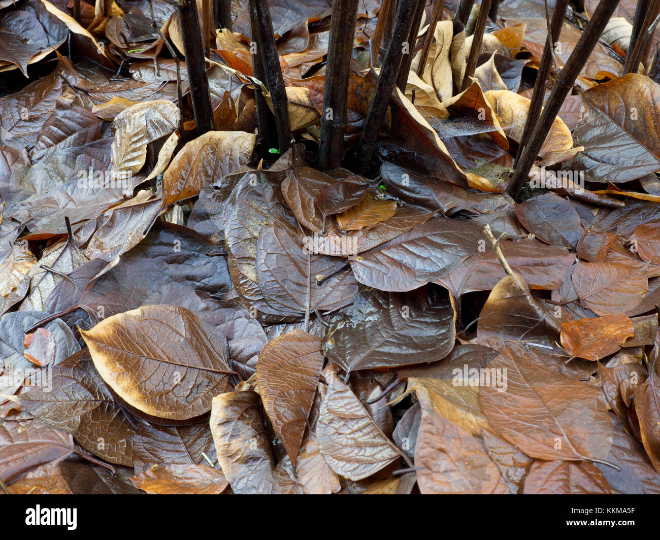 Reed leaves hi-res stock photography and images - Alamy