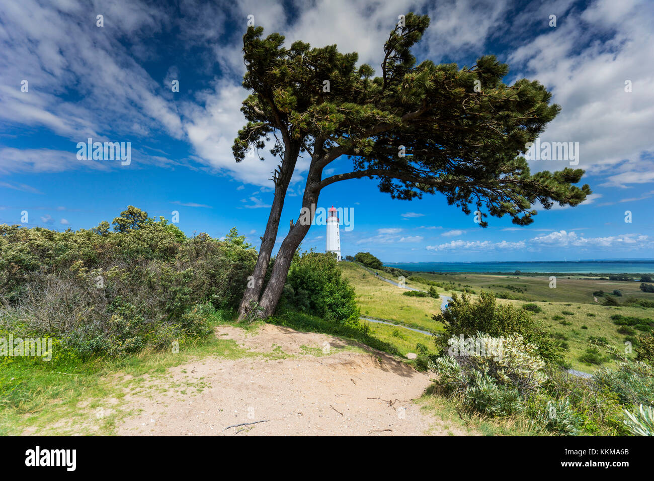 The highland of the island Hiddensee with single trees on the natural ...