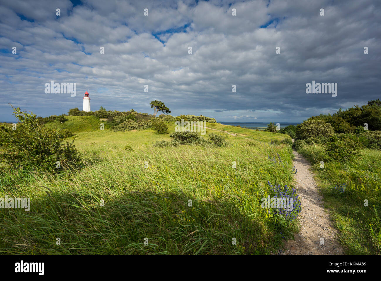 The highland of the island Hiddensee with single trees on the natural ...