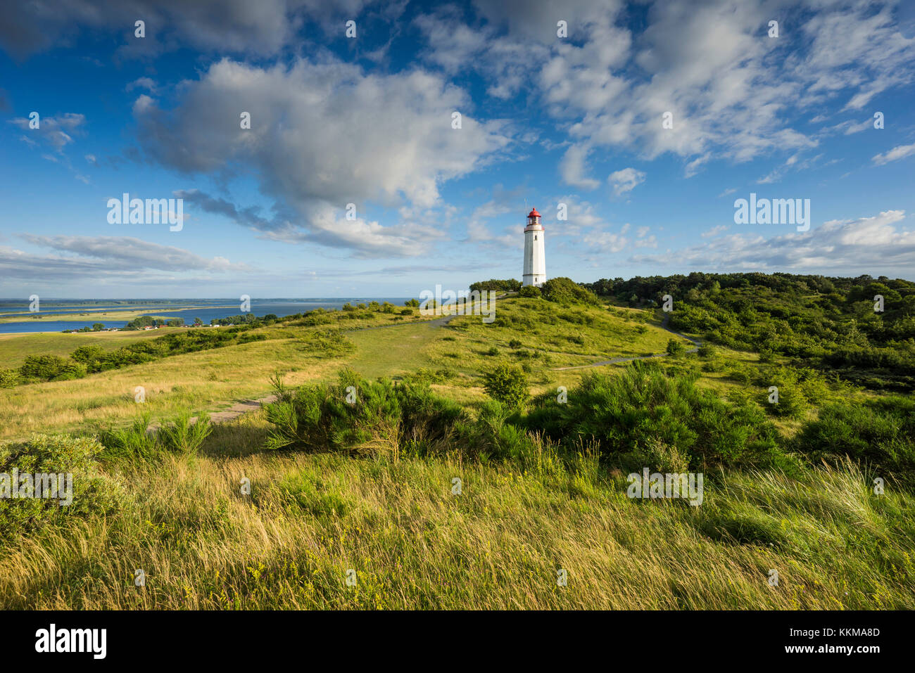 The highland of the island Hiddensee with single trees on the natural ...