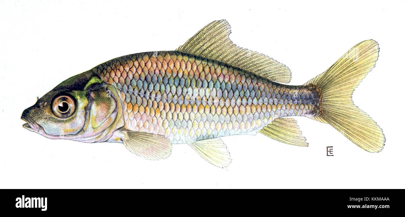 A detailed representation of the common carp (Cyprinus carpio) created ...