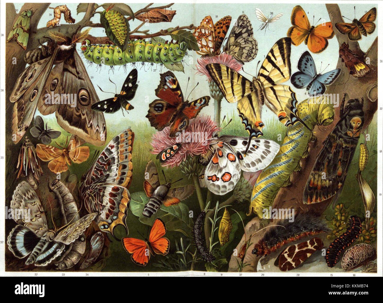 Diversity of butterfly species hi-res stock photography and images - Alamy