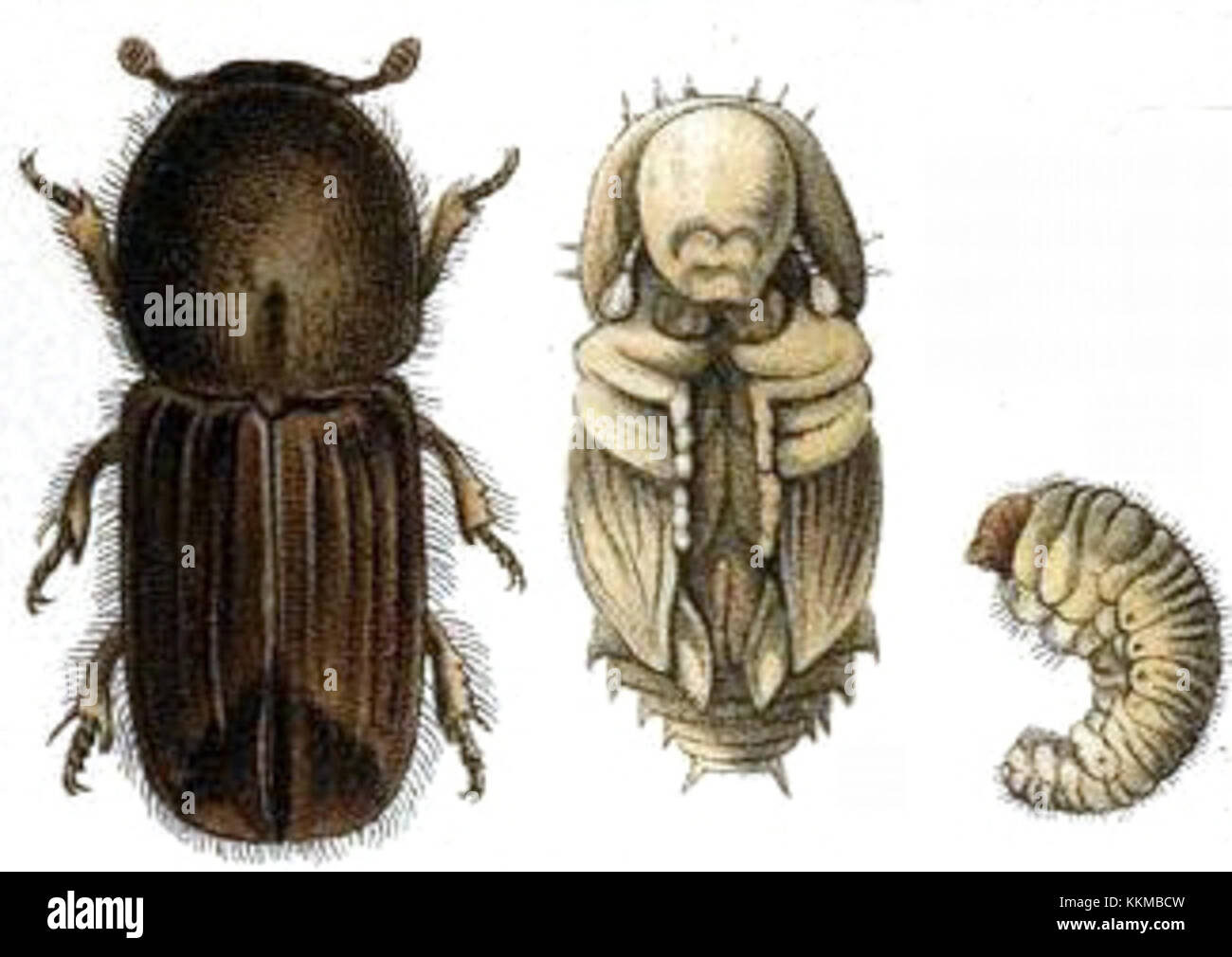 Engraving method Cut Out Stock Images & Pictures - Alamy