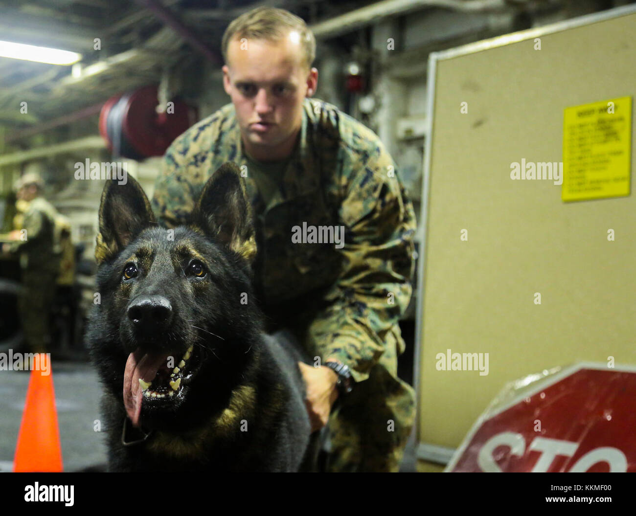 Spidey, a three year old German shepherd military working dog, and his ...