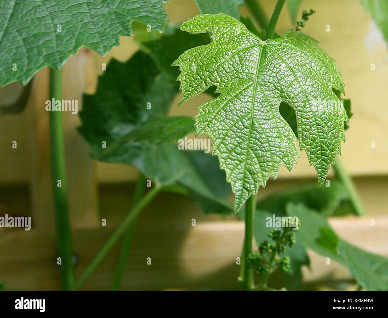 A grape leaf is the large, green, lobed leaf of the grapevine plant ...