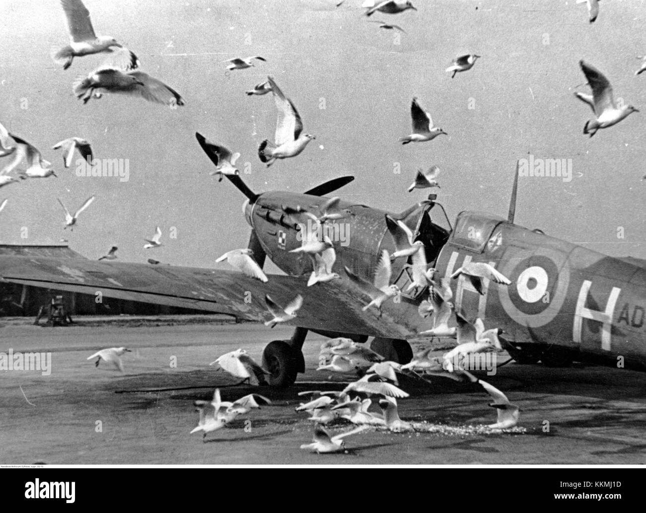 Spitfire 317 sq JH-H birds Stock Photo - Alamy