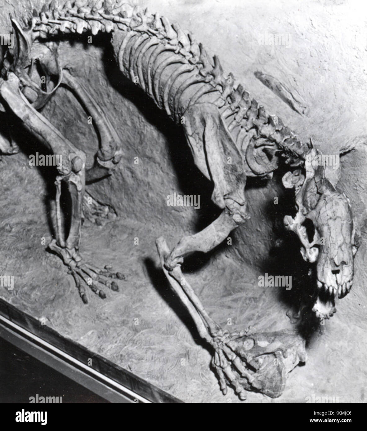 Hoplophoneus hi-res stock photography and images - Alamy