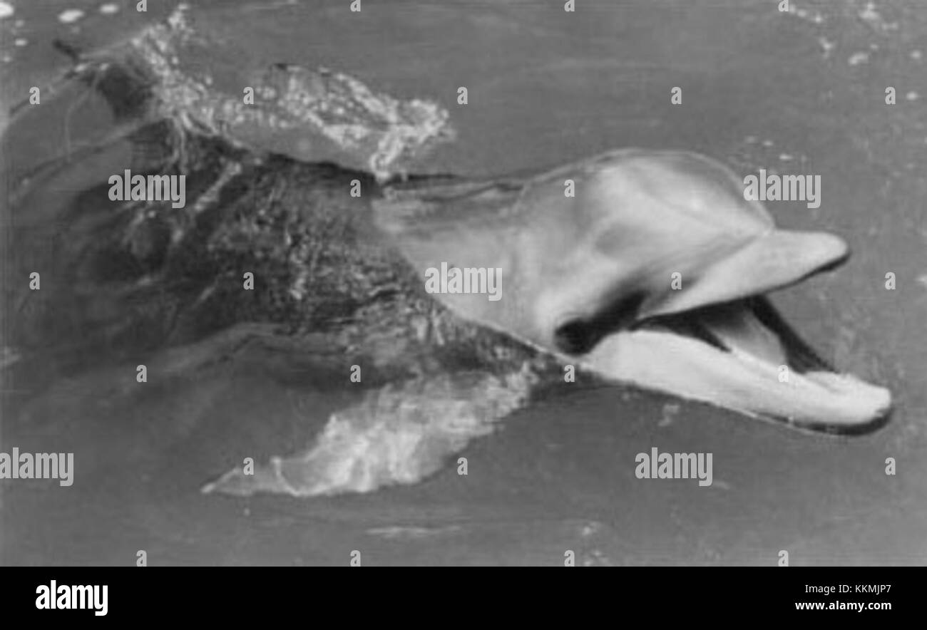 'Flipper' is a 1964 television series that follows the adventures of a ...