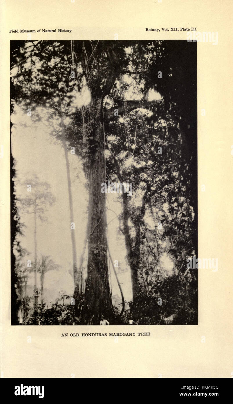 The Mahogany Tree is a large, tropical tree species known for its ...