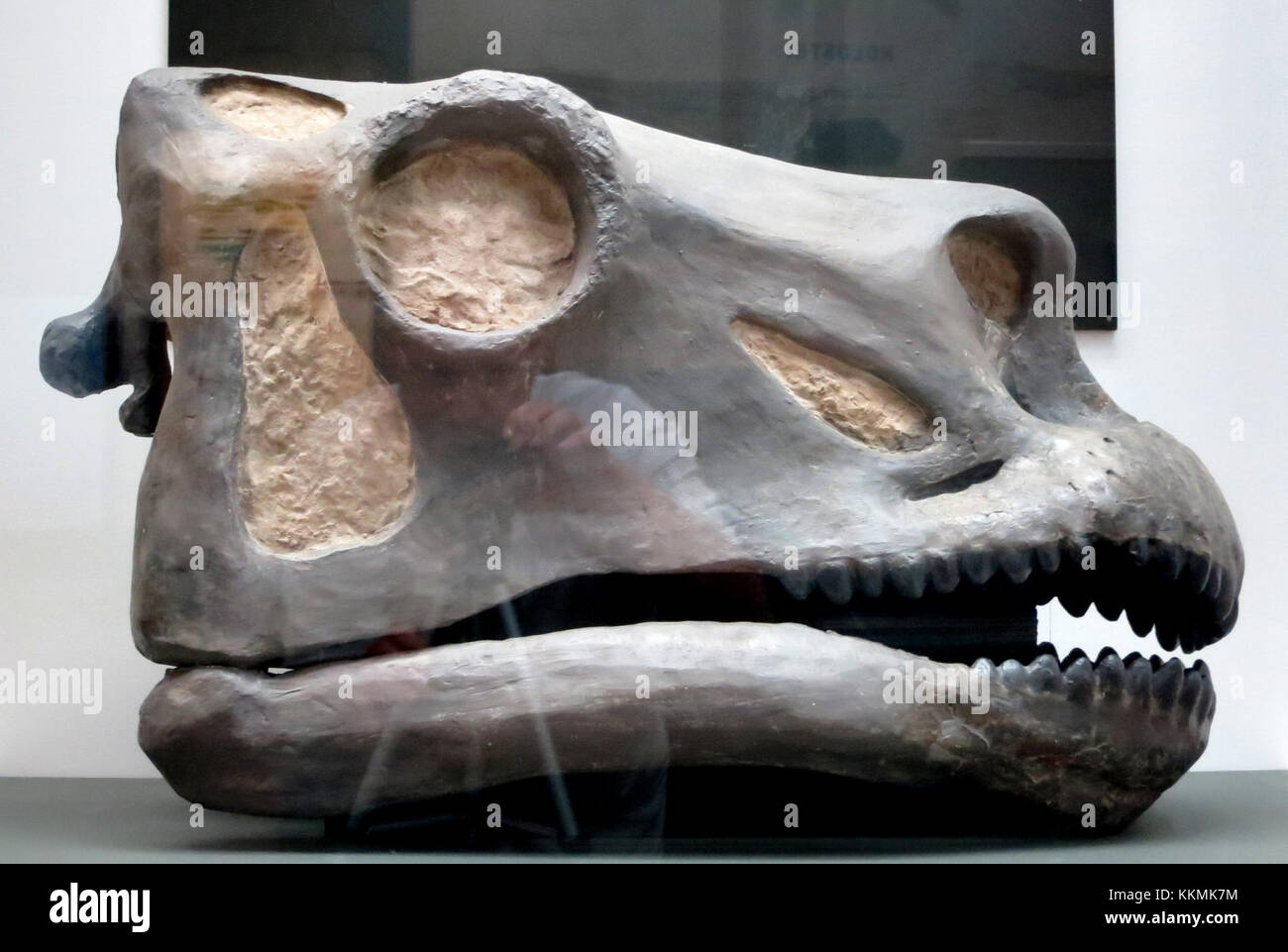 Apatosaurus skull hi-res stock photography and images - Alamy