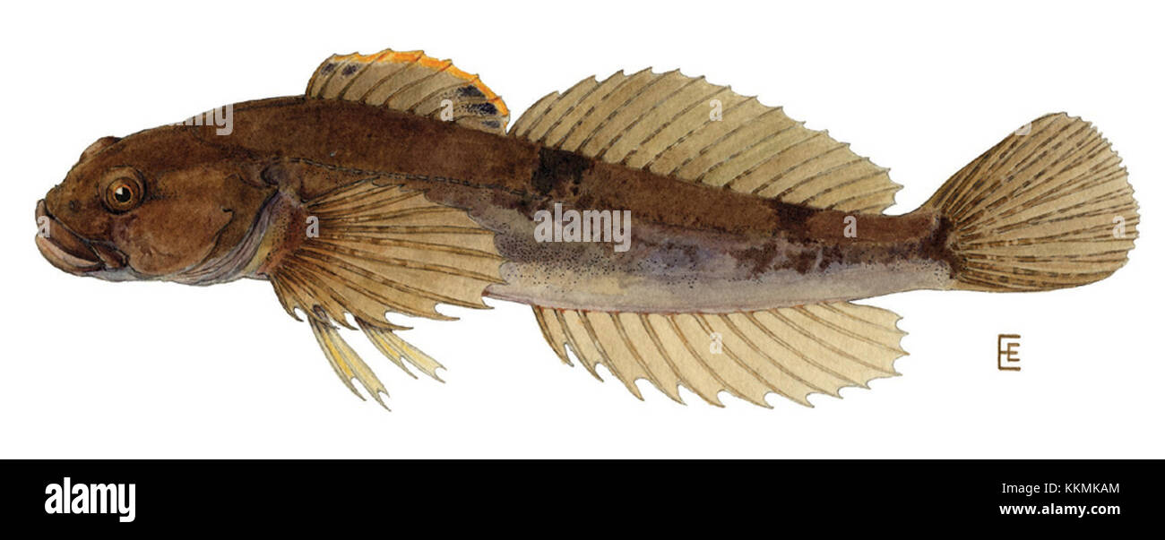 Cottus cognatus hi-res stock photography and images - Alamy
