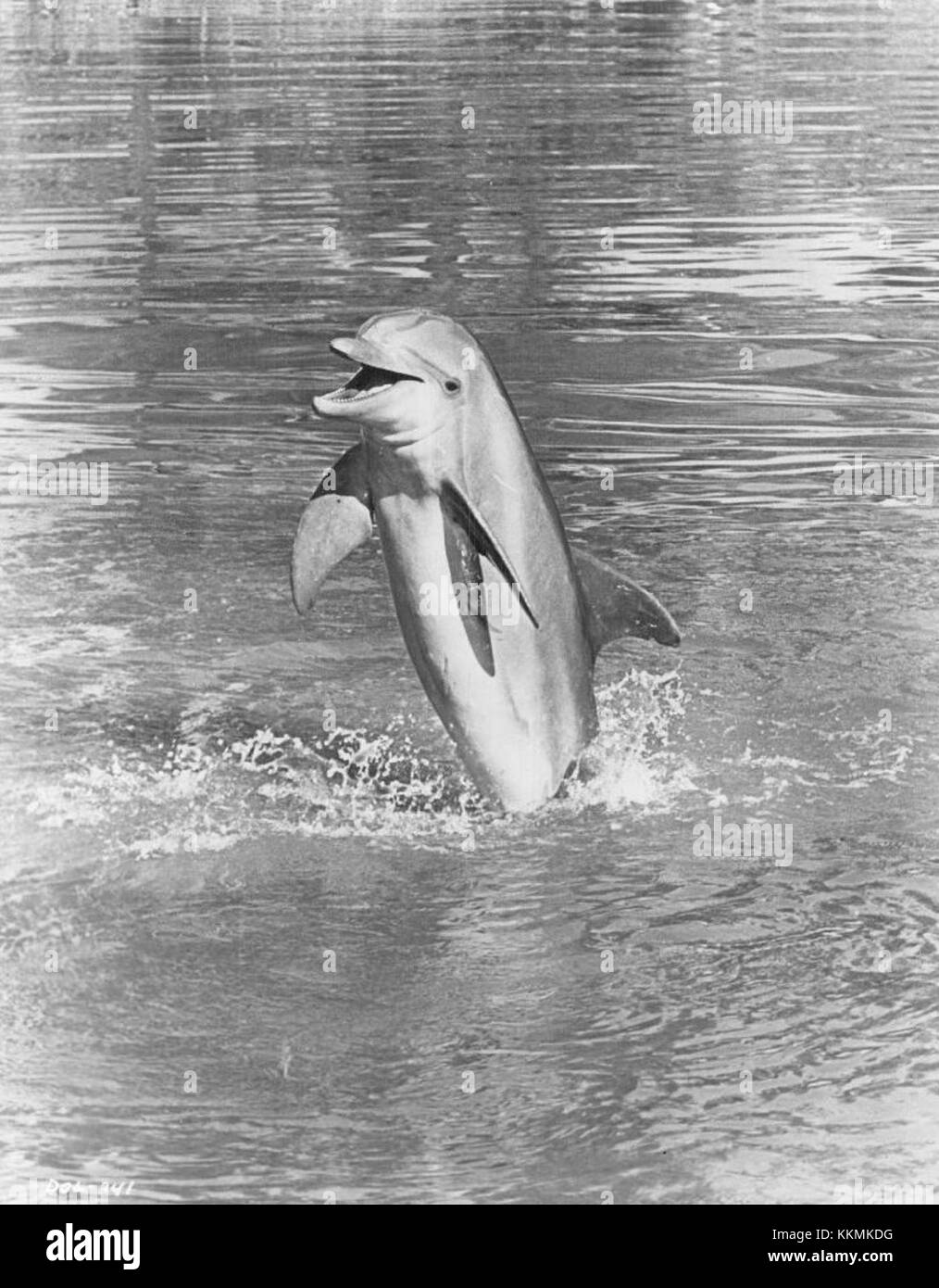 Flipper dolphin Black and White Stock Photos & Images - Alamy